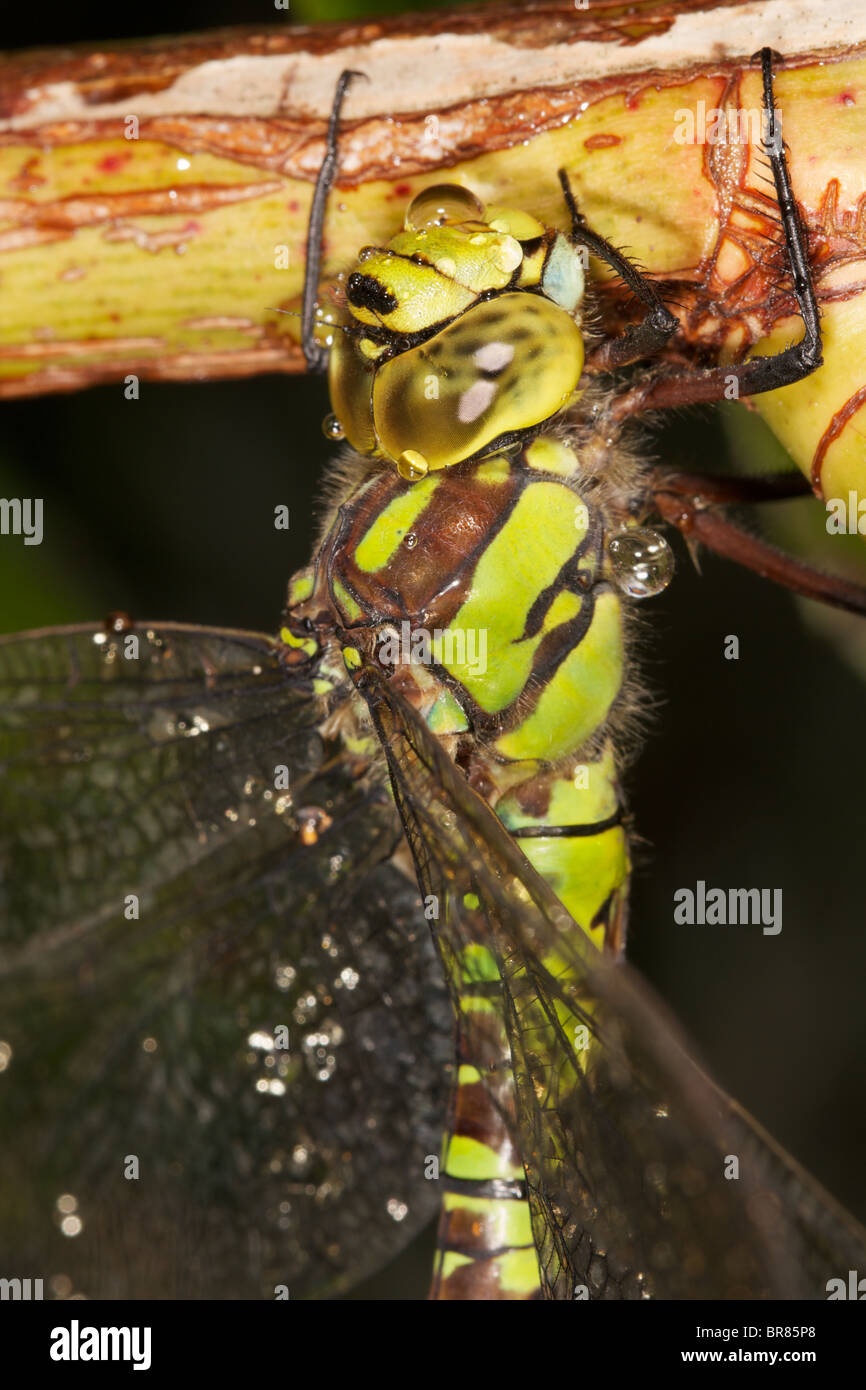 Dragonfly in very detailed macro view Stock Photo - Alamy
