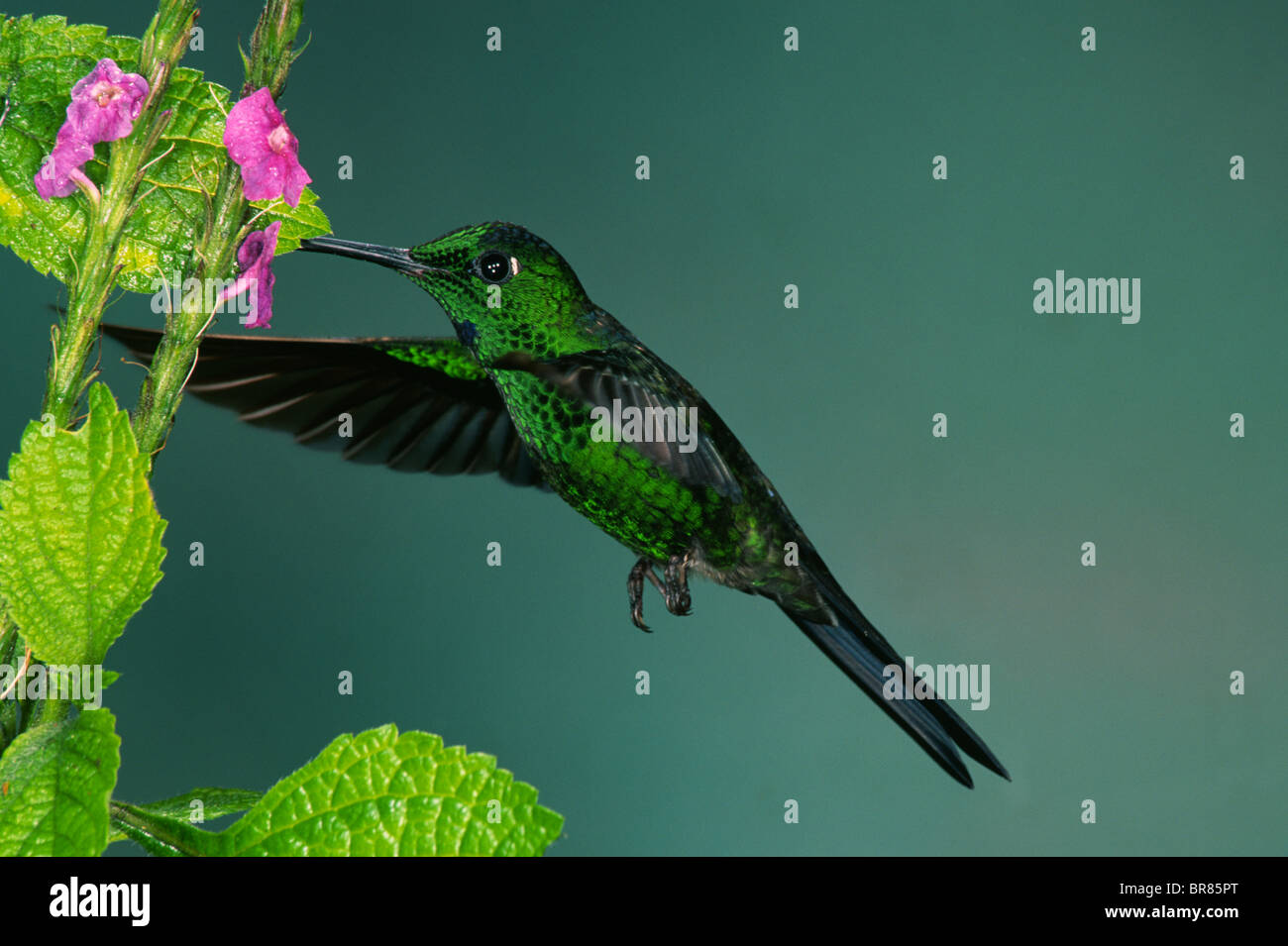 Green-crowned Brilliant Hummingbird Heliodoxa jacula Costa Rica, by A B ...