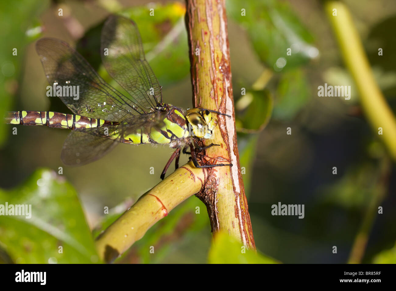 Dragonfly in very detailed macro view Stock Photo - Alamy