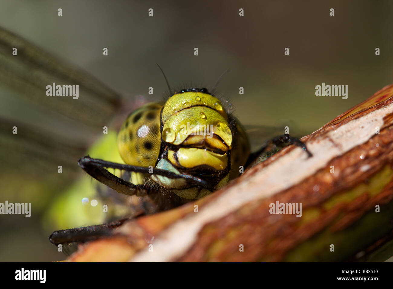 Dragonfly in very detailed macro view Stock Photo - Alamy