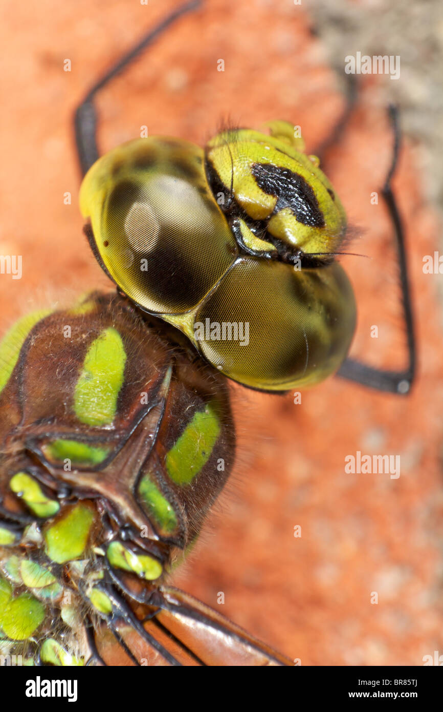 Dragonfly in very detailed macro view Stock Photo - Alamy