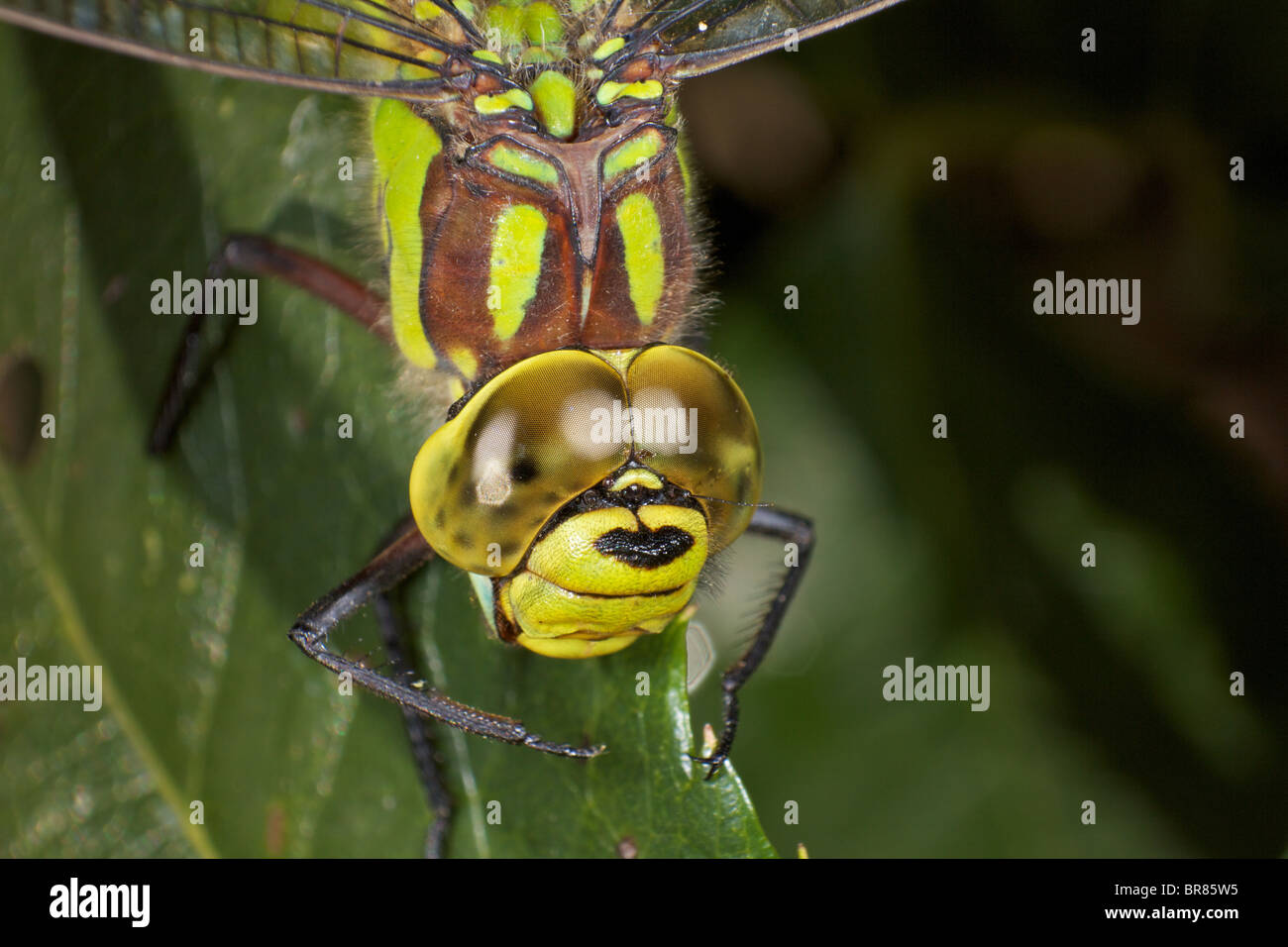 Dragonfly in very detailed macro view Stock Photo - Alamy