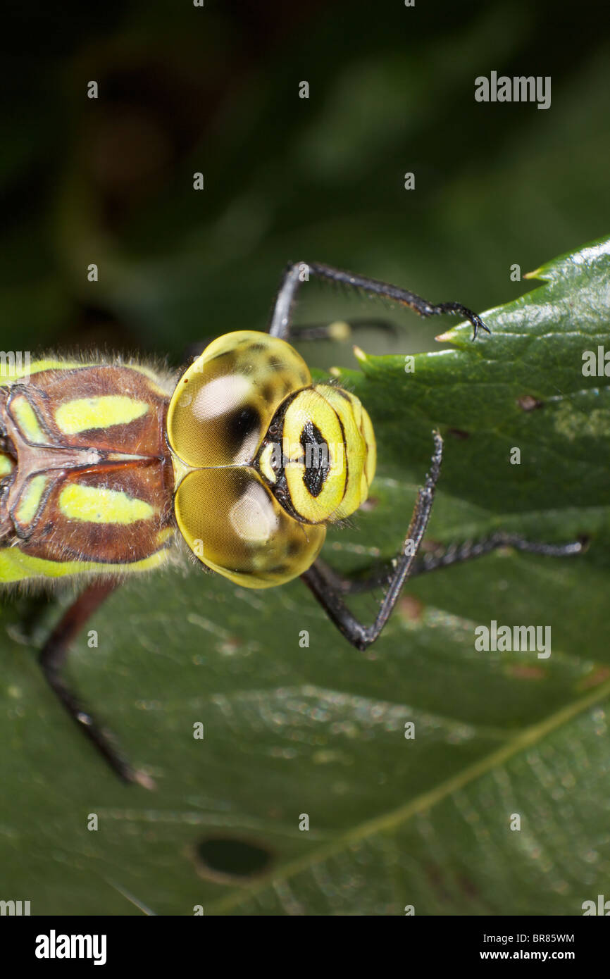 Dragonfly wing structure hi-res stock photography and images - Alamy