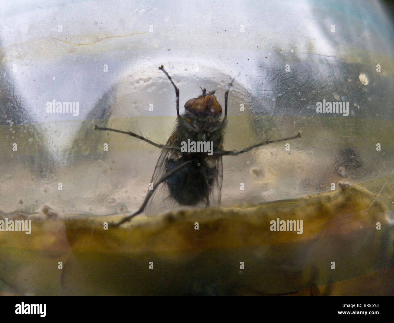 A fly trapped in a wasp jar Stock Photo - Alamy