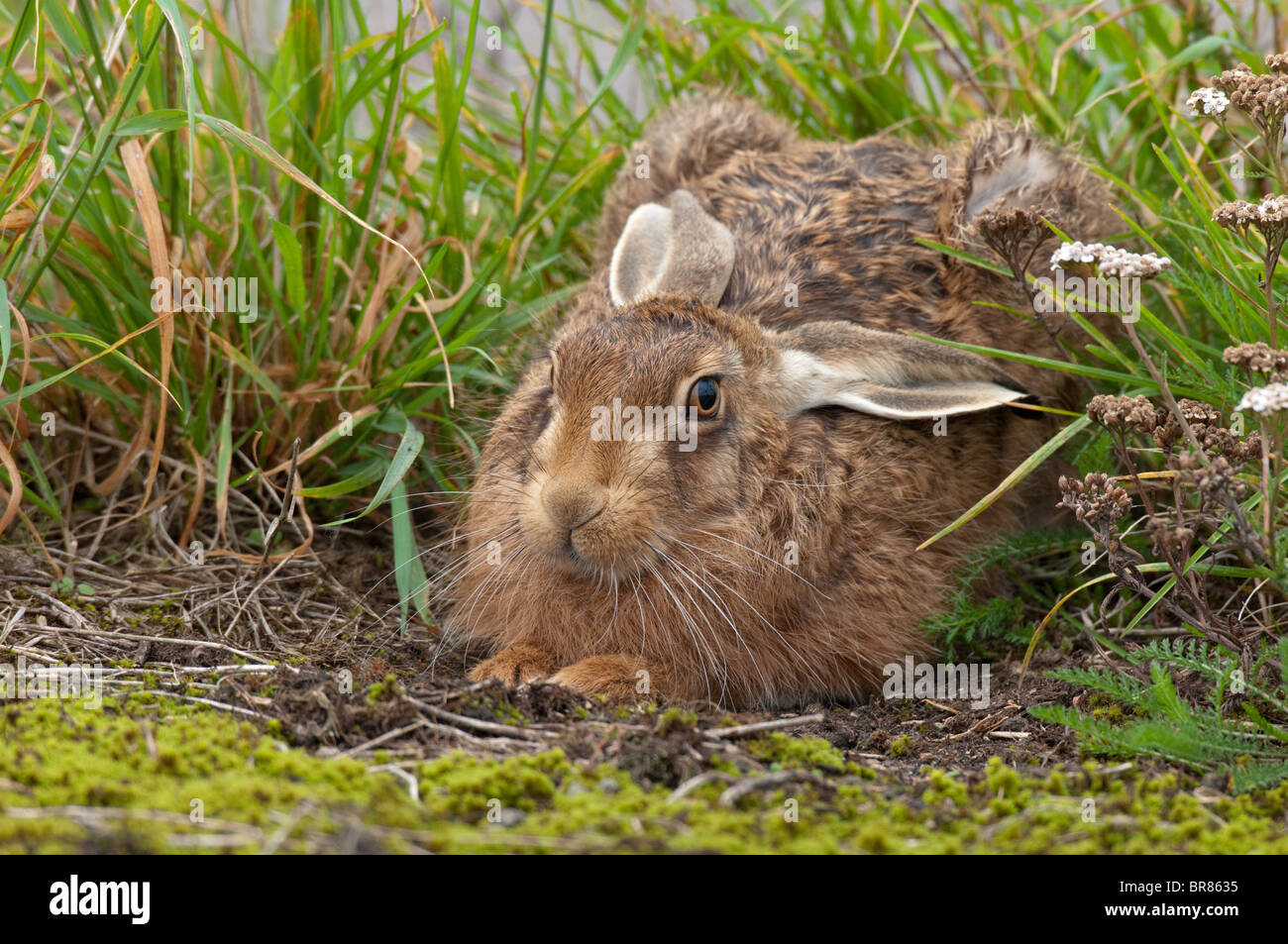 Brown Hare (Lepus europaeus) hiding amongst vegetation on disused ...