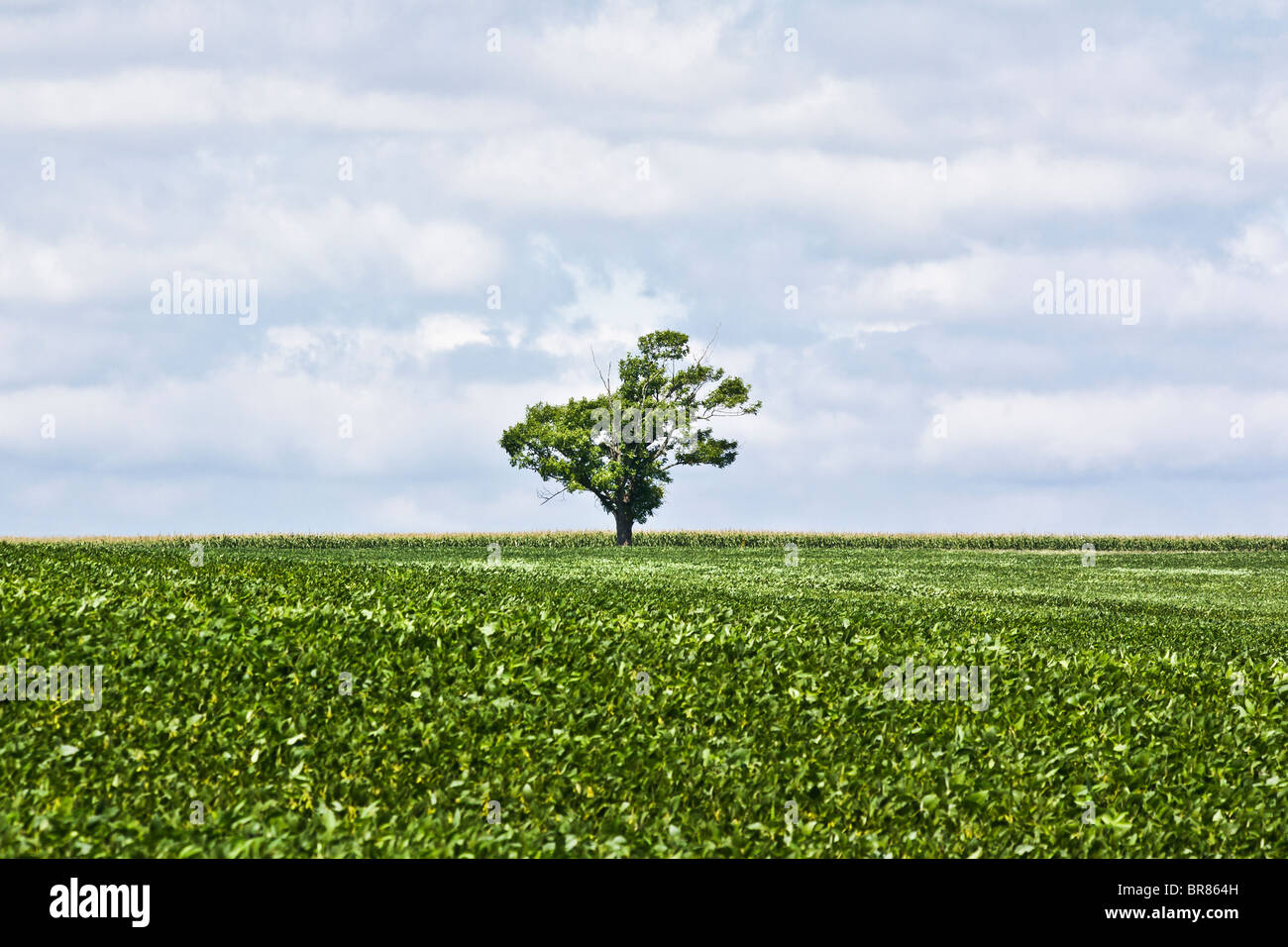 Rural landscape in MI USA the splendour green nature grass photos ...