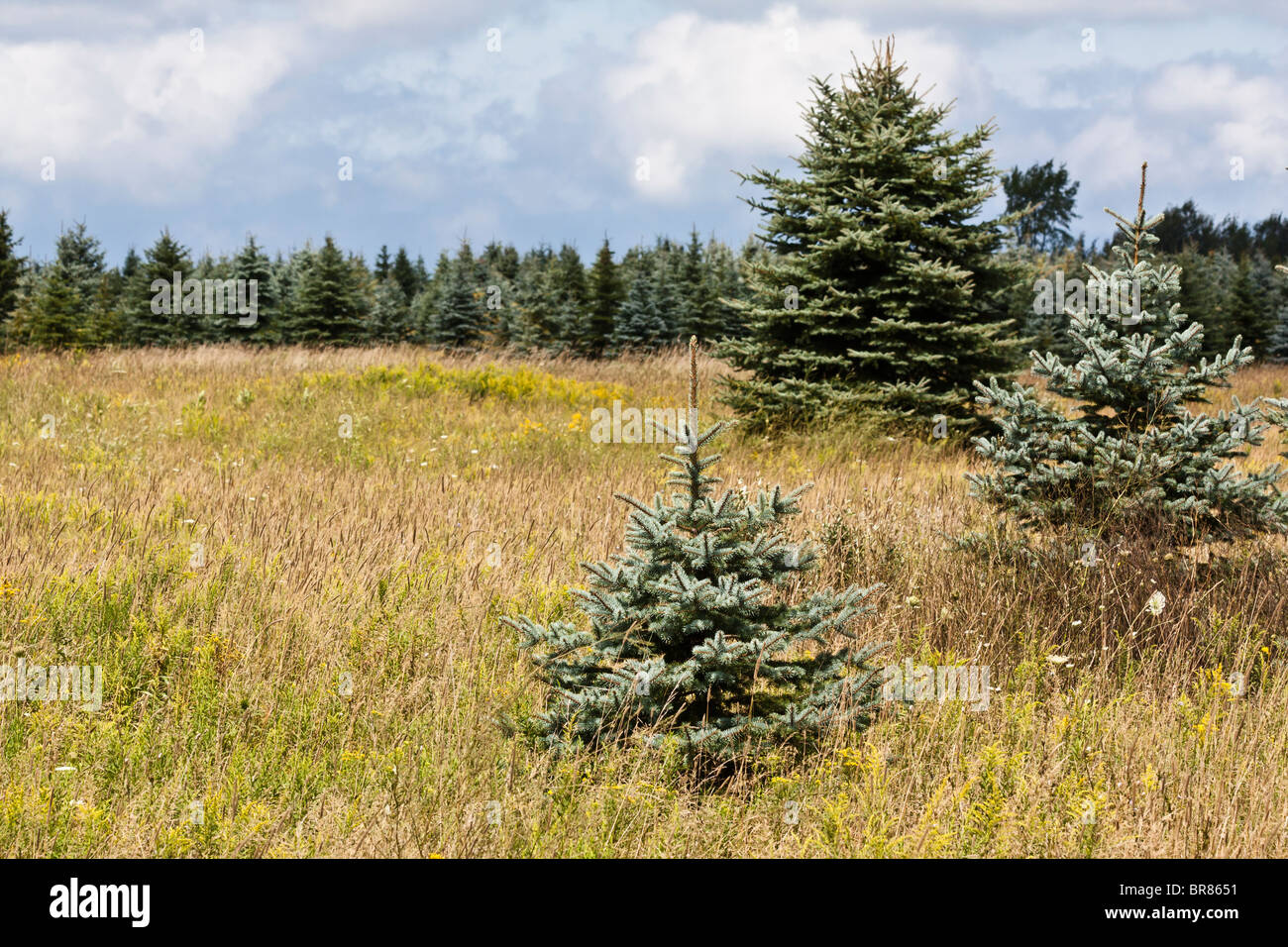 The young forest spruce trees Michigan MI images pictures large high ...