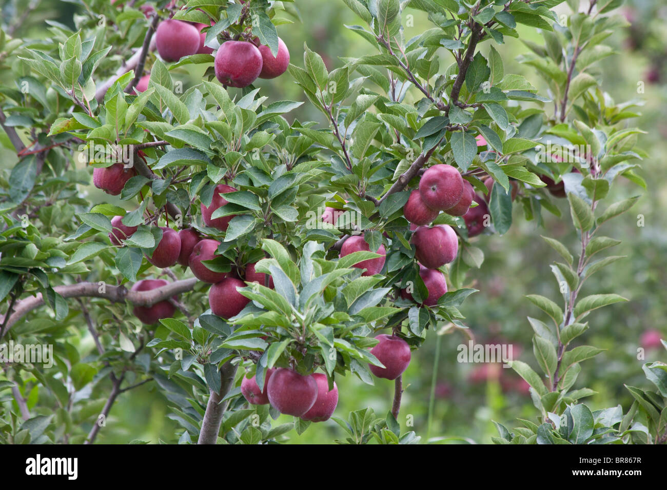 Michigan apples hi-res stock photography and images - Alamy