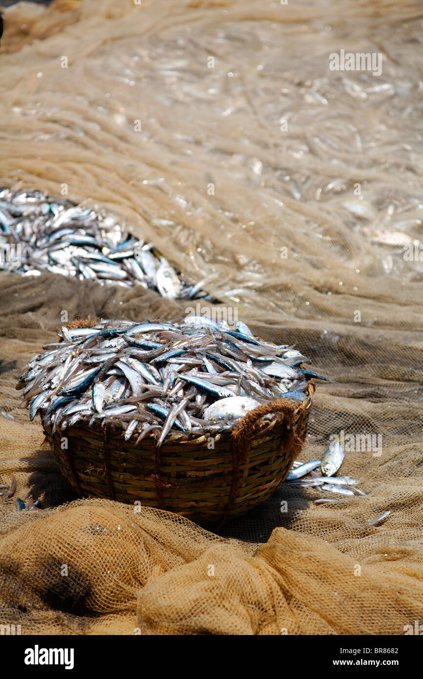 Kerala fish hi-res stock photography and images - Alamy