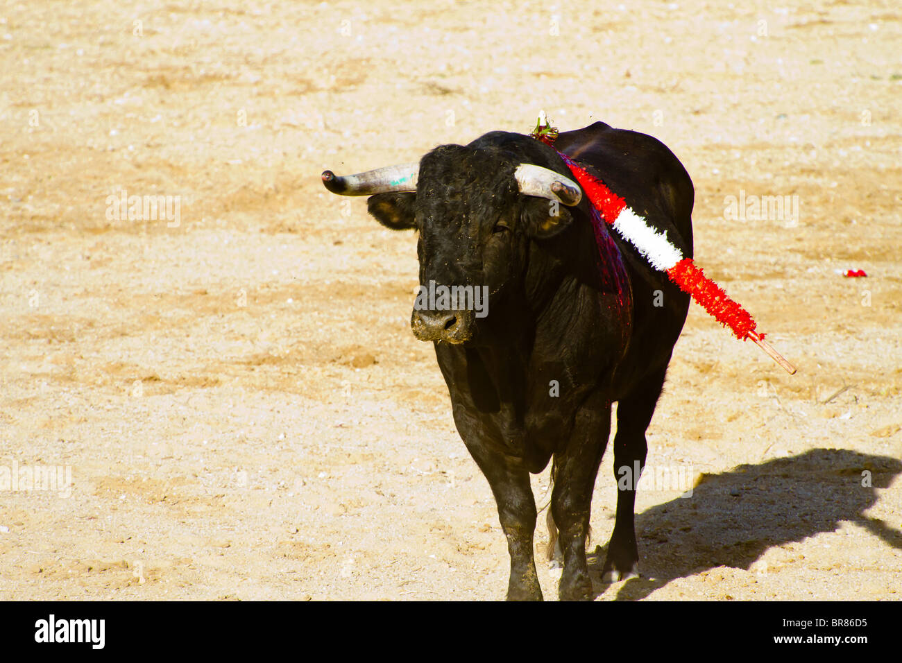 Spanish bull. Bullfight. Animal of great strength and nobility Stock ...