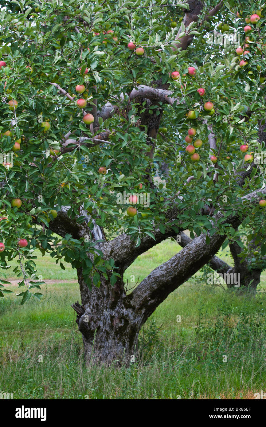 Apple tree orchard at Michigan Lower Peninsula in USA US ripe apples on ...