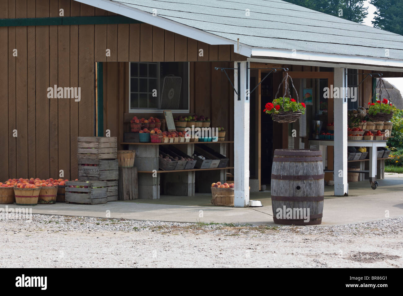 A rural farmer market with full baskets of orange apricots outdoor ...
