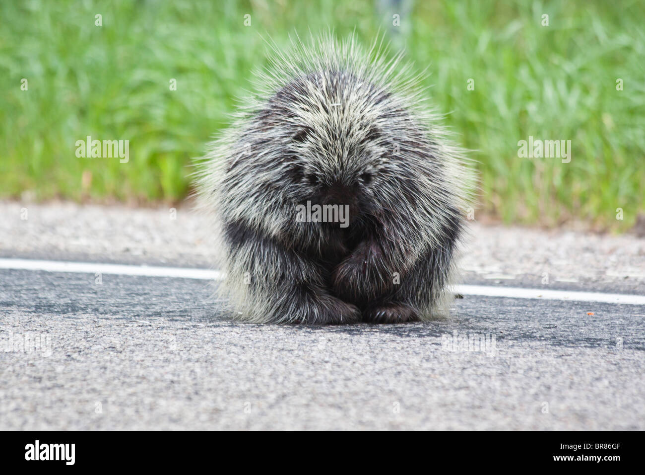 Not Amused Animal