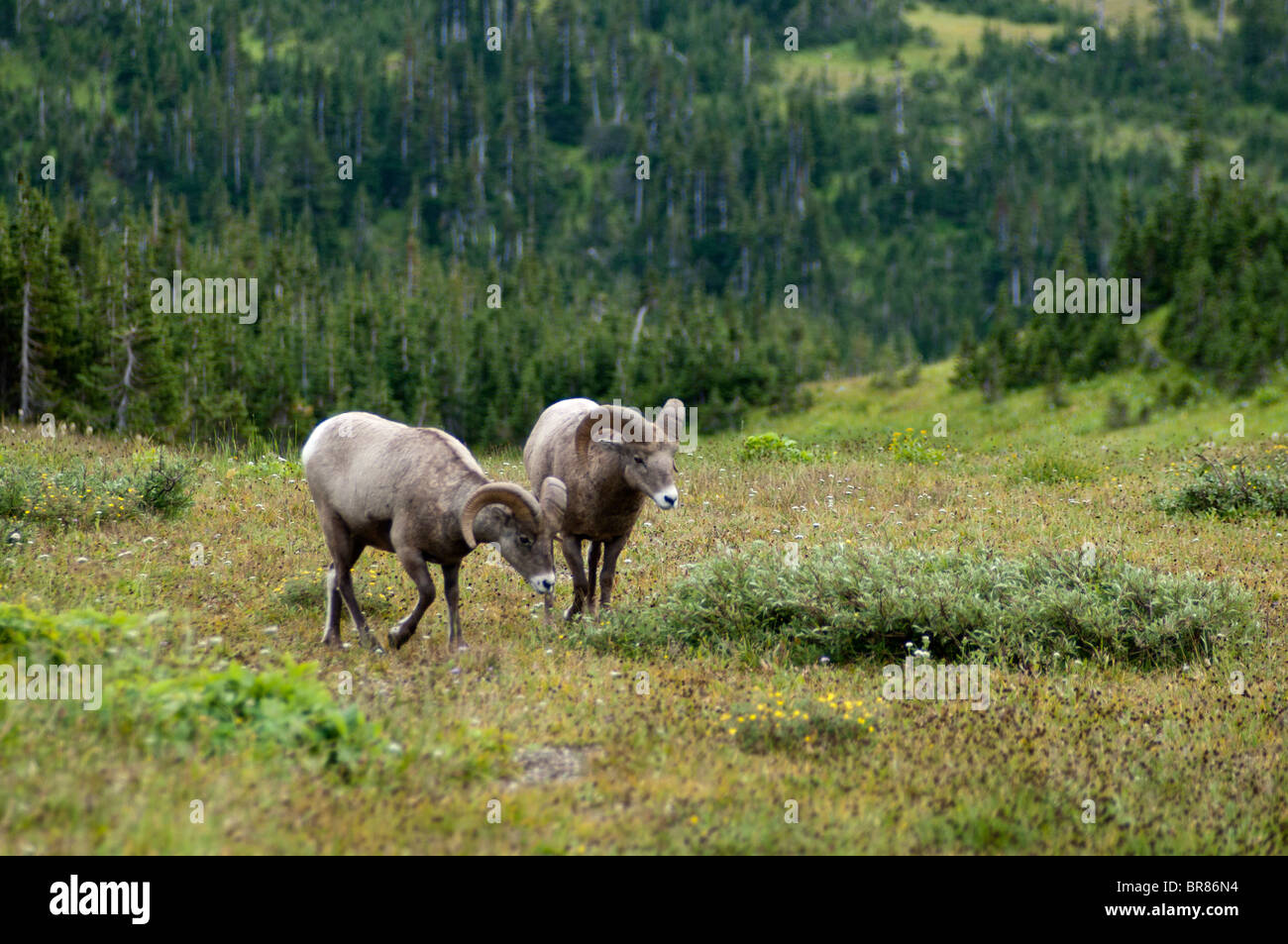 Bighorn Sheep in Glacier National Park, Montana, USA Stock Photo - Alamy