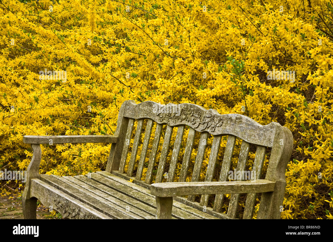 Close up wooden bench in a colorful spring garden, Forsythia blossoms ...