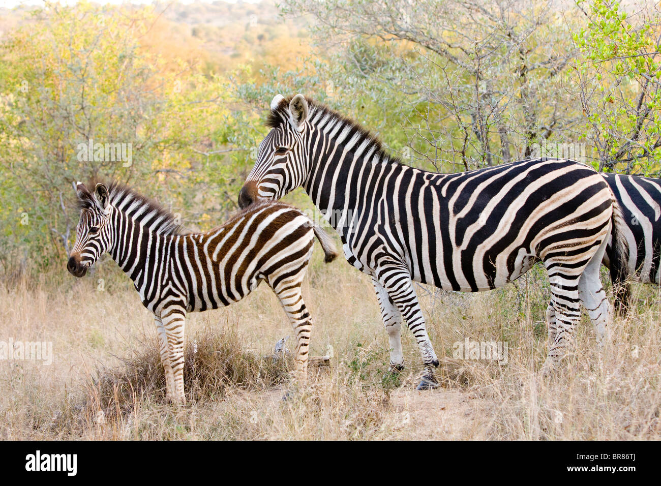 Mother and foal Burchell's zebra standing in woodland area in Kruger ...