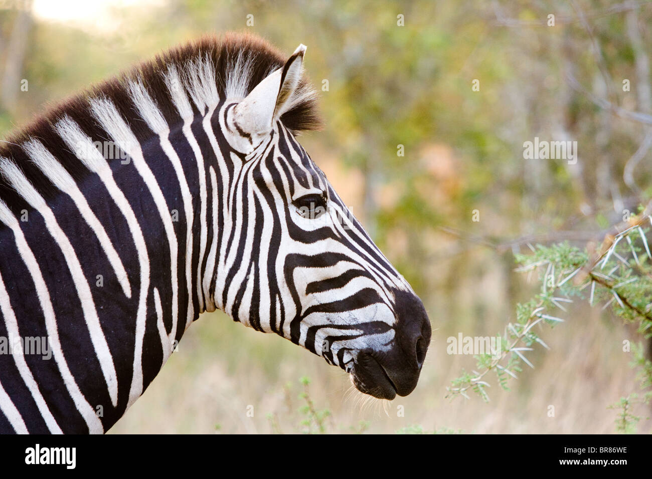 Portrait of Burchell's zebra standing in Kruger National Park, South ...