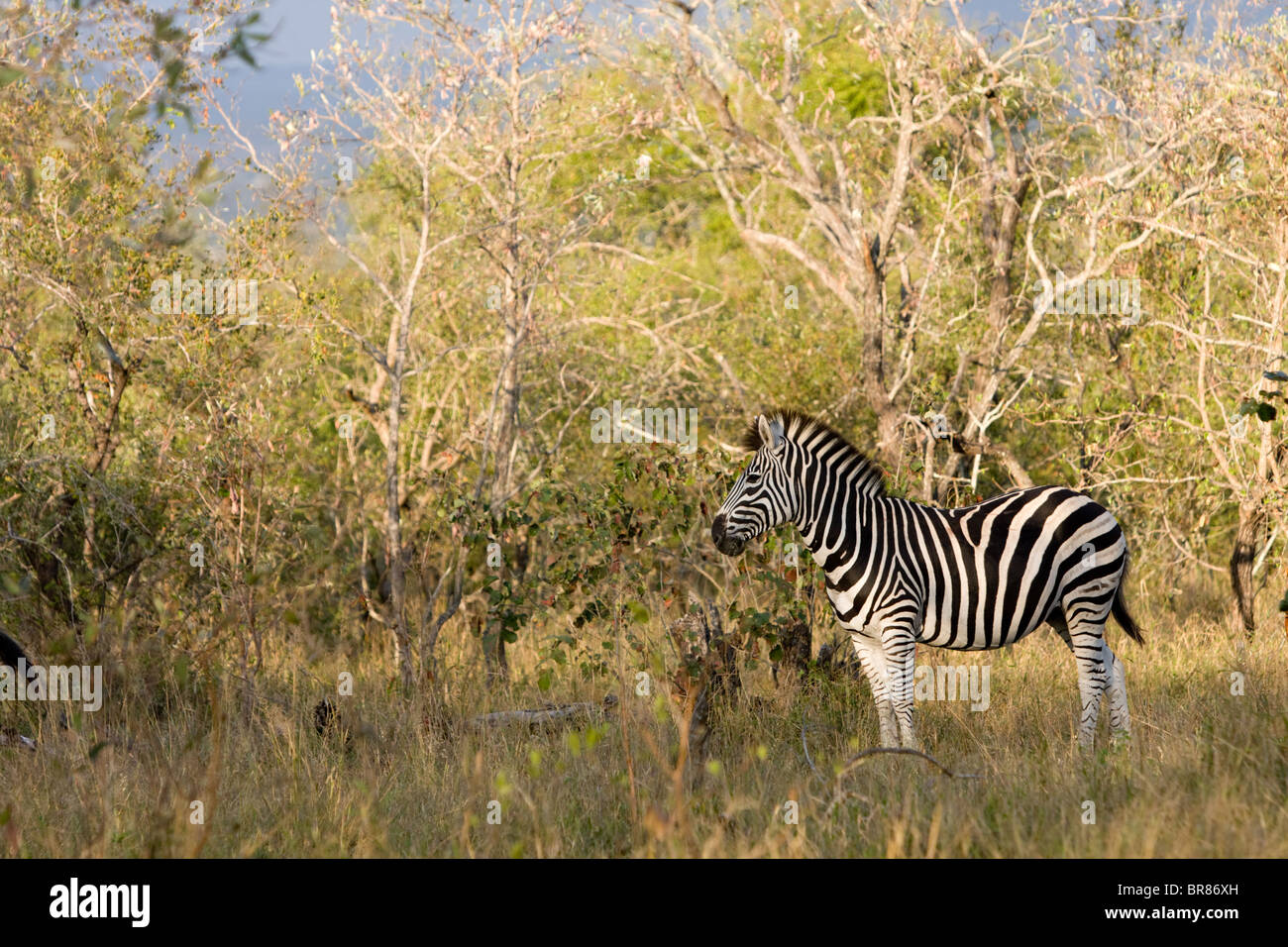 Common in woodland savanna hi-res stock photography and images - Alamy