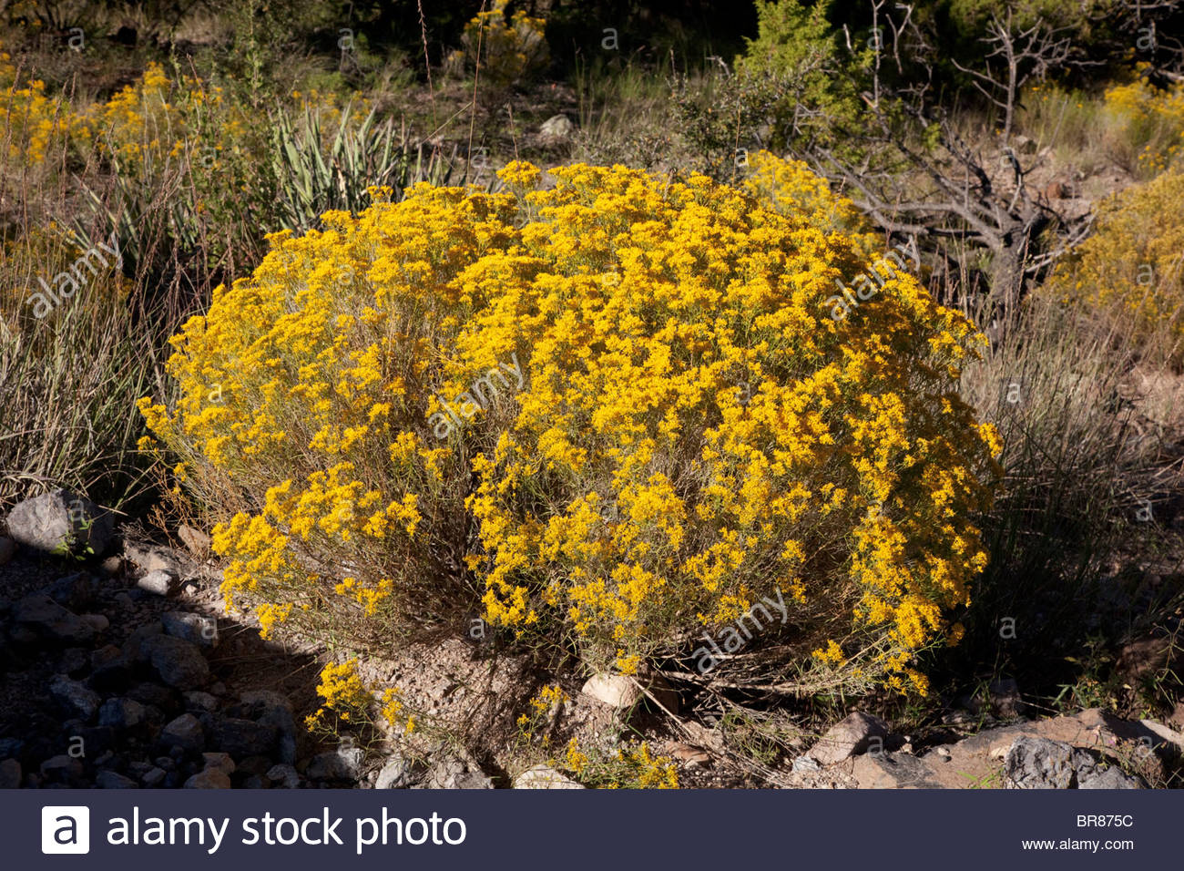 Snakeweed Stock Photos & Snakeweed Stock Images - Alamy