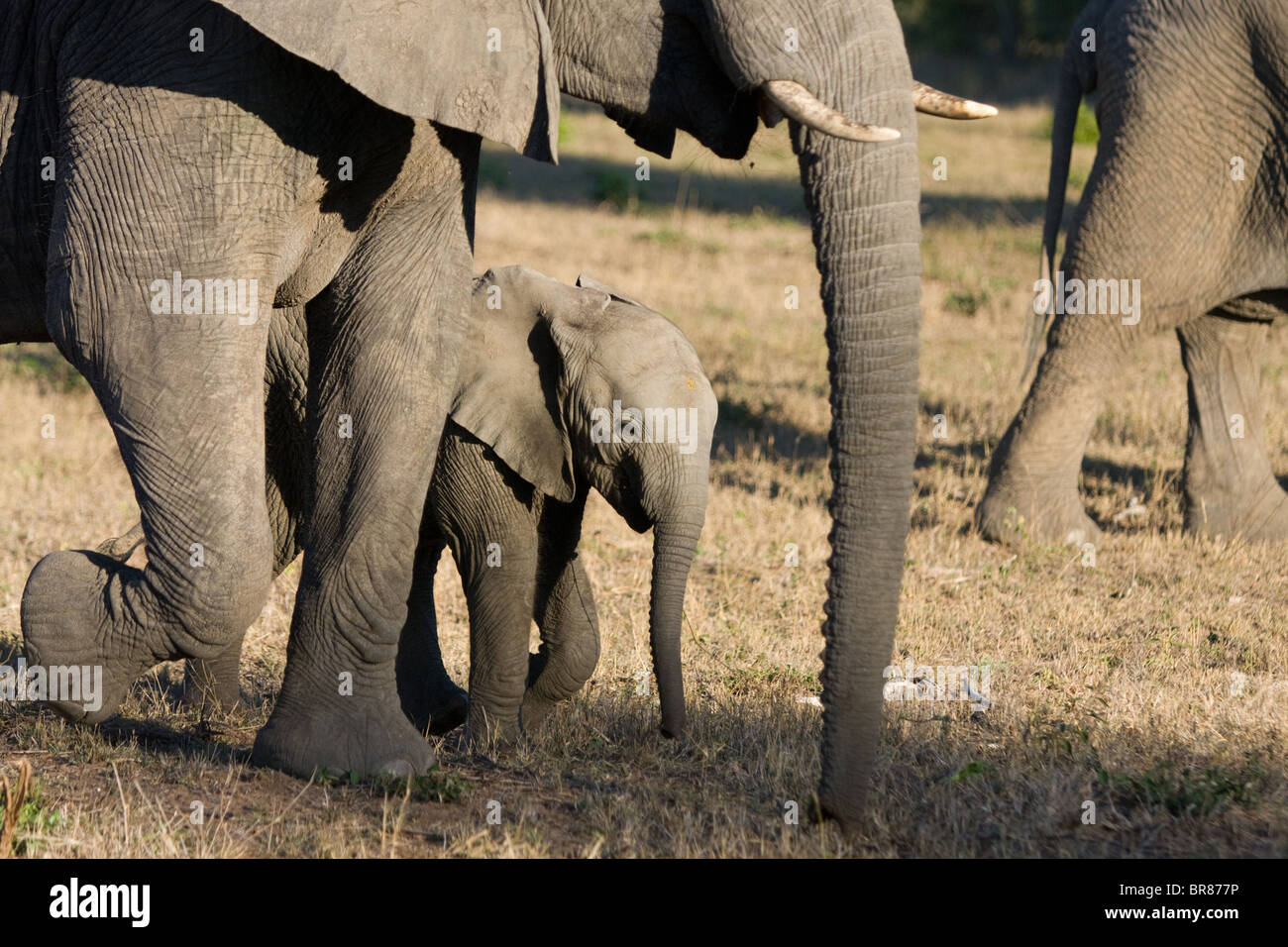 African elephant and calf hi-res stock photography and images - Alamy