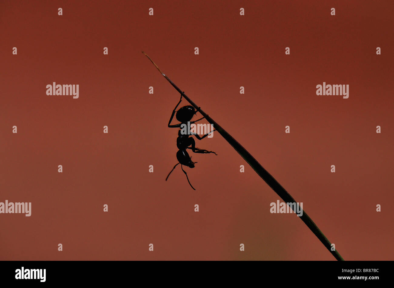 Jumping jack ant hi-res stock photography and images - Alamy