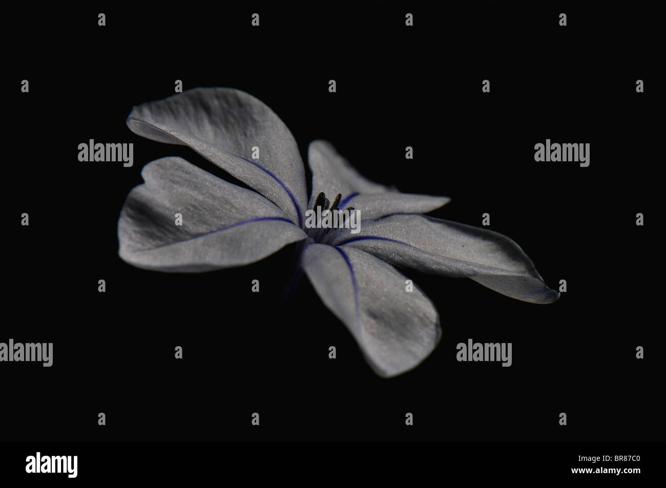 India bg hi-res stock photography and images - Alamy