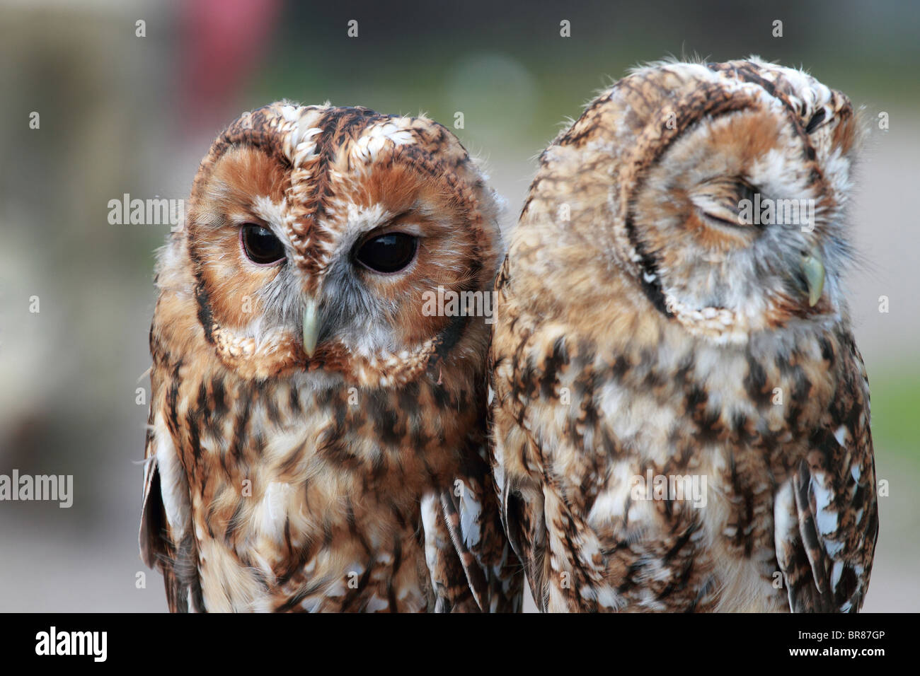 Tawny owls hi-res stock photography and images - Alamy