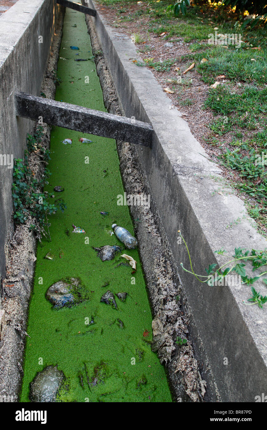 Algae clogging a drain Stock Photo - Alamy
