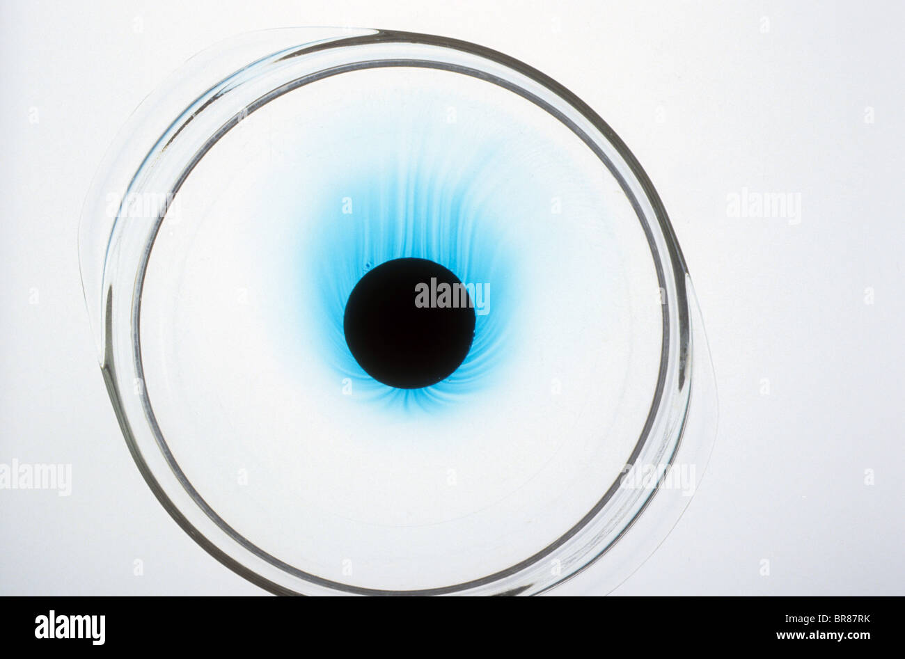 dye disk dissolve dissipate water petri dish time melt color percent ...