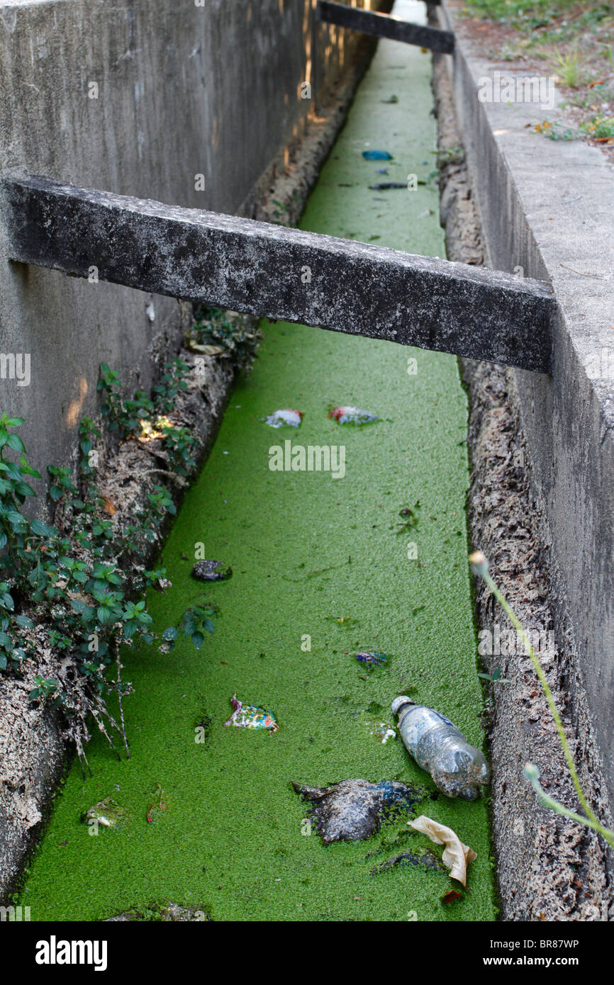 Algae clogging a drain Stock Photo - Alamy