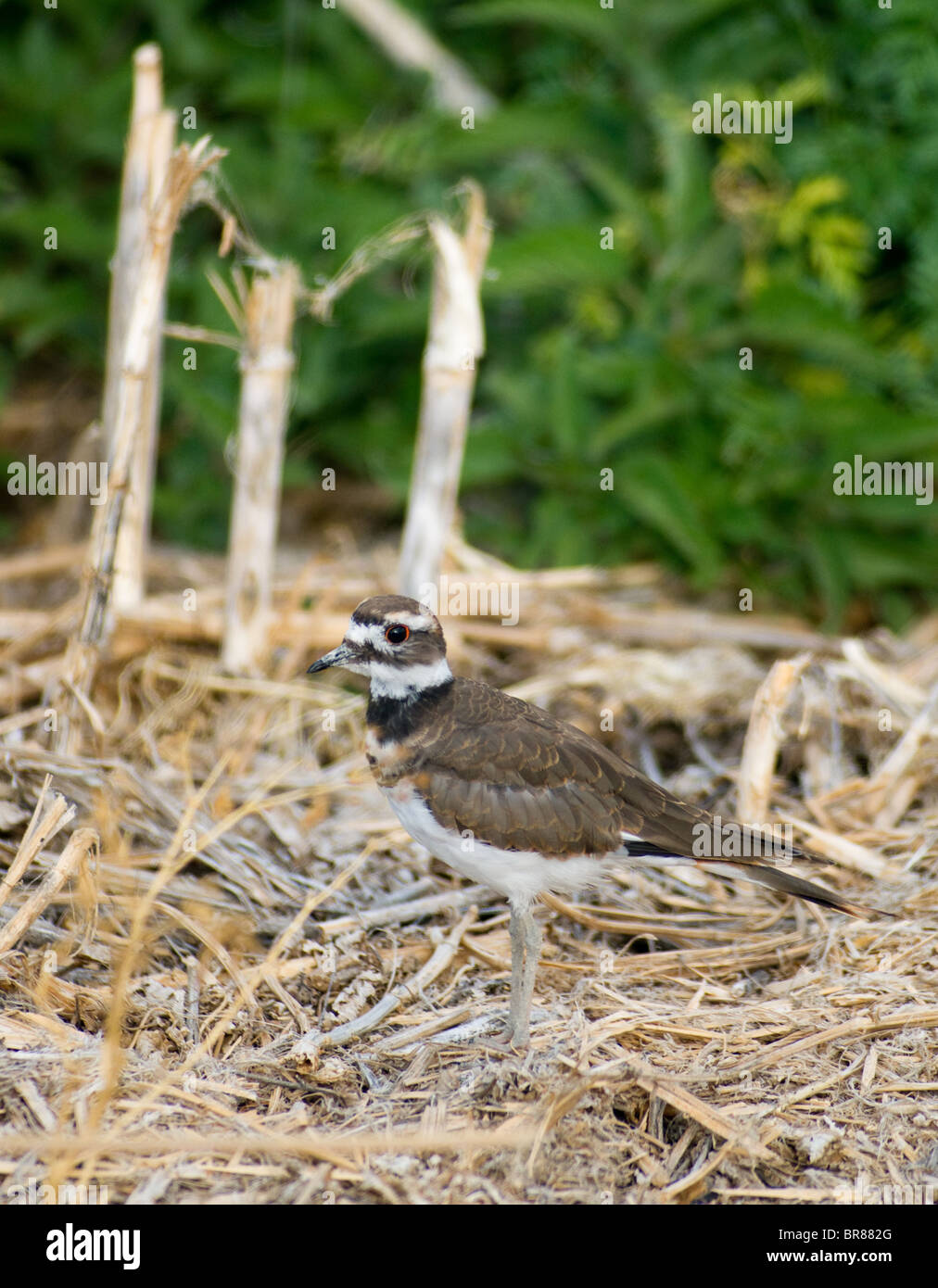 Sandpiper family hi-res stock photography and images - Alamy