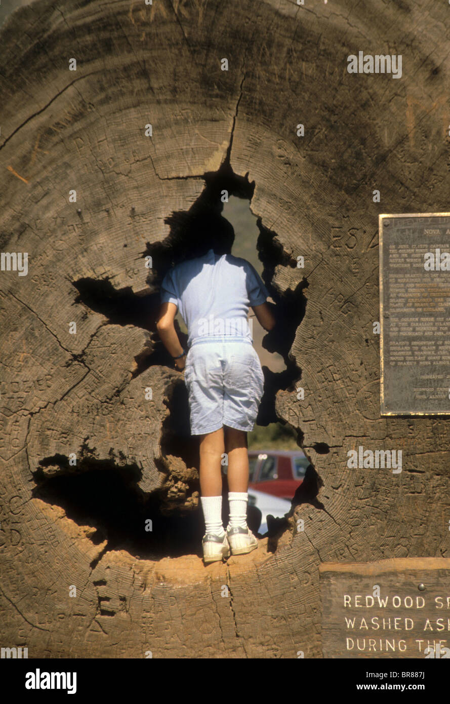 tourist fit inside hollow hole of giant redwood tree Sequoia National ...