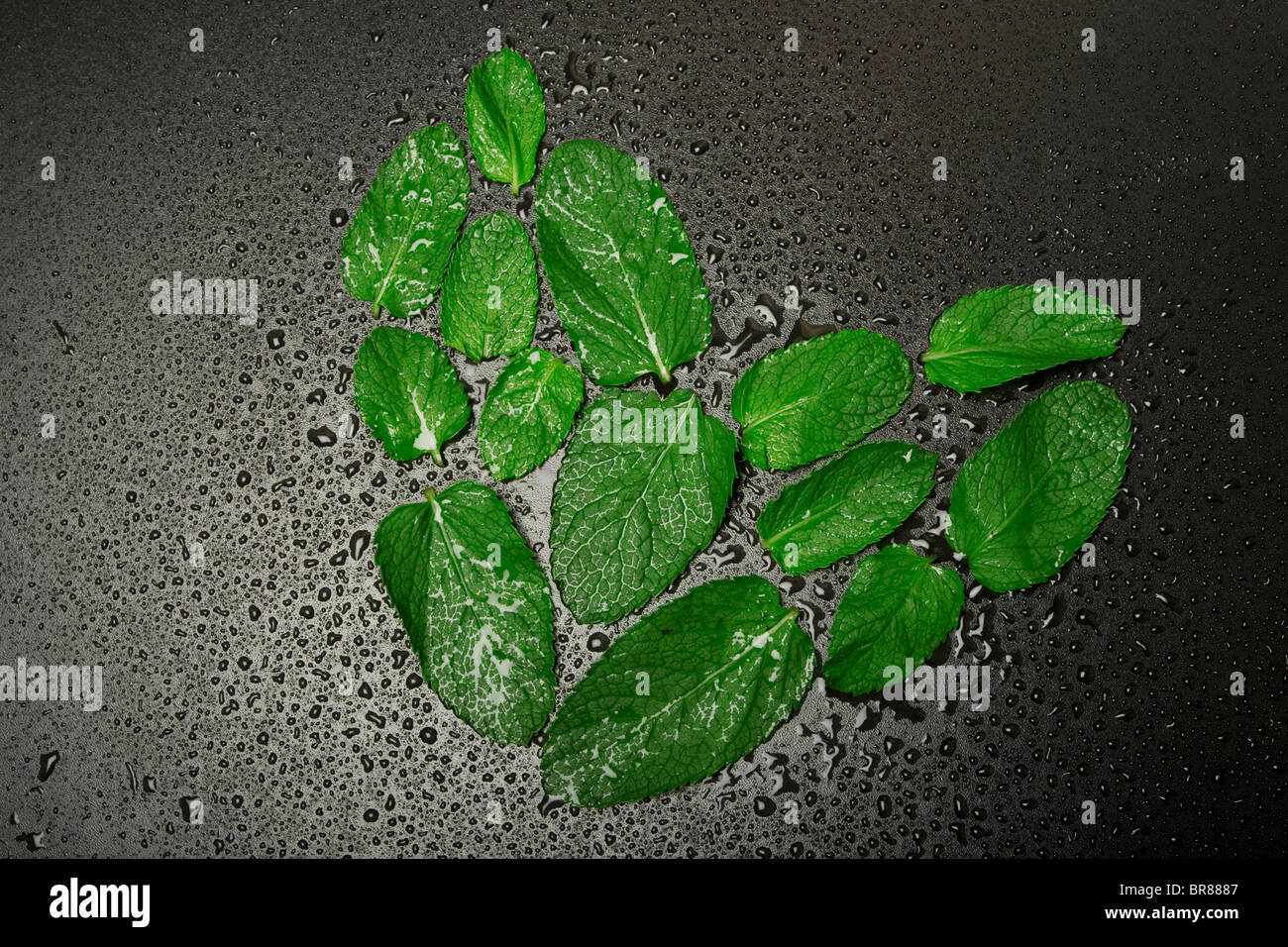 Shiny peppermint hi-res stock photography and images - Alamy