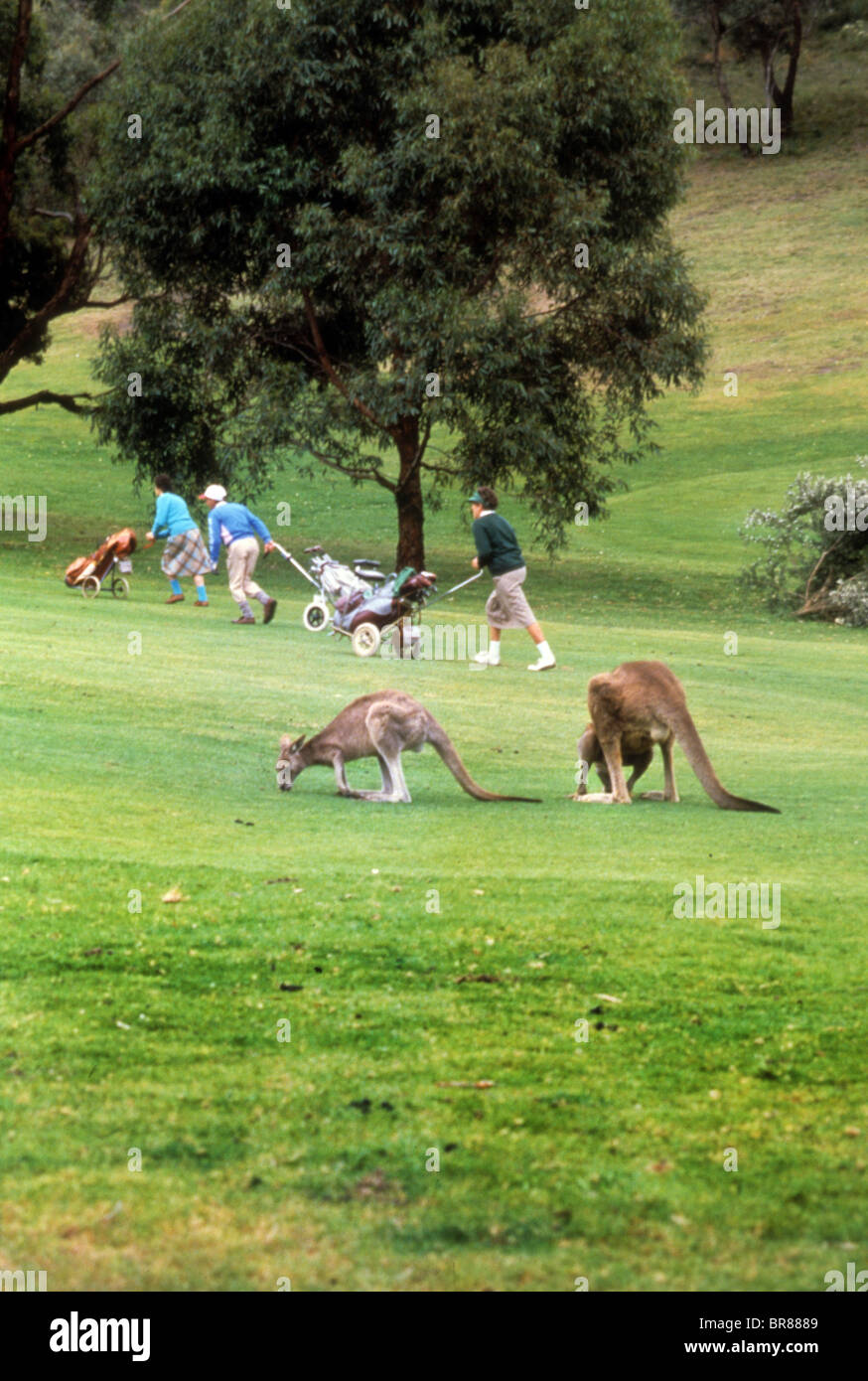 Kangaroo animal golf course Melbourne Australia Oz ignore play through ...