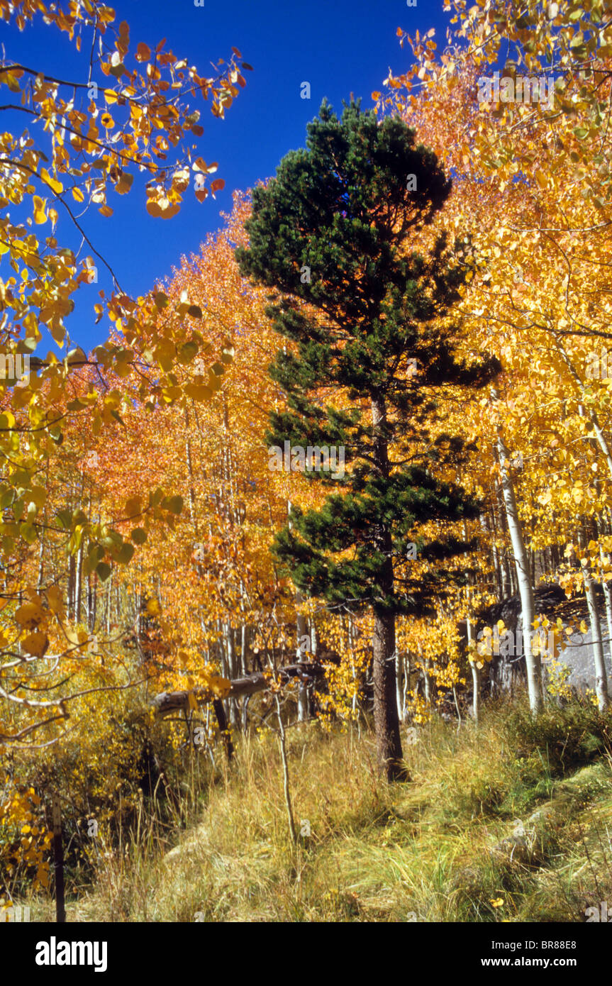 evergreen tree among gold fall color aspen autumn foliage Eastern ...
