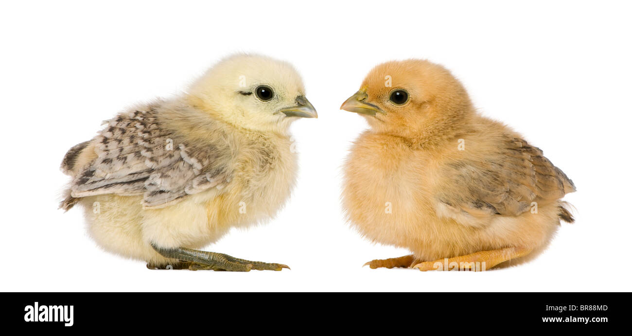 Two fluffy baby chicks hi-res stock photography and images - Alamy