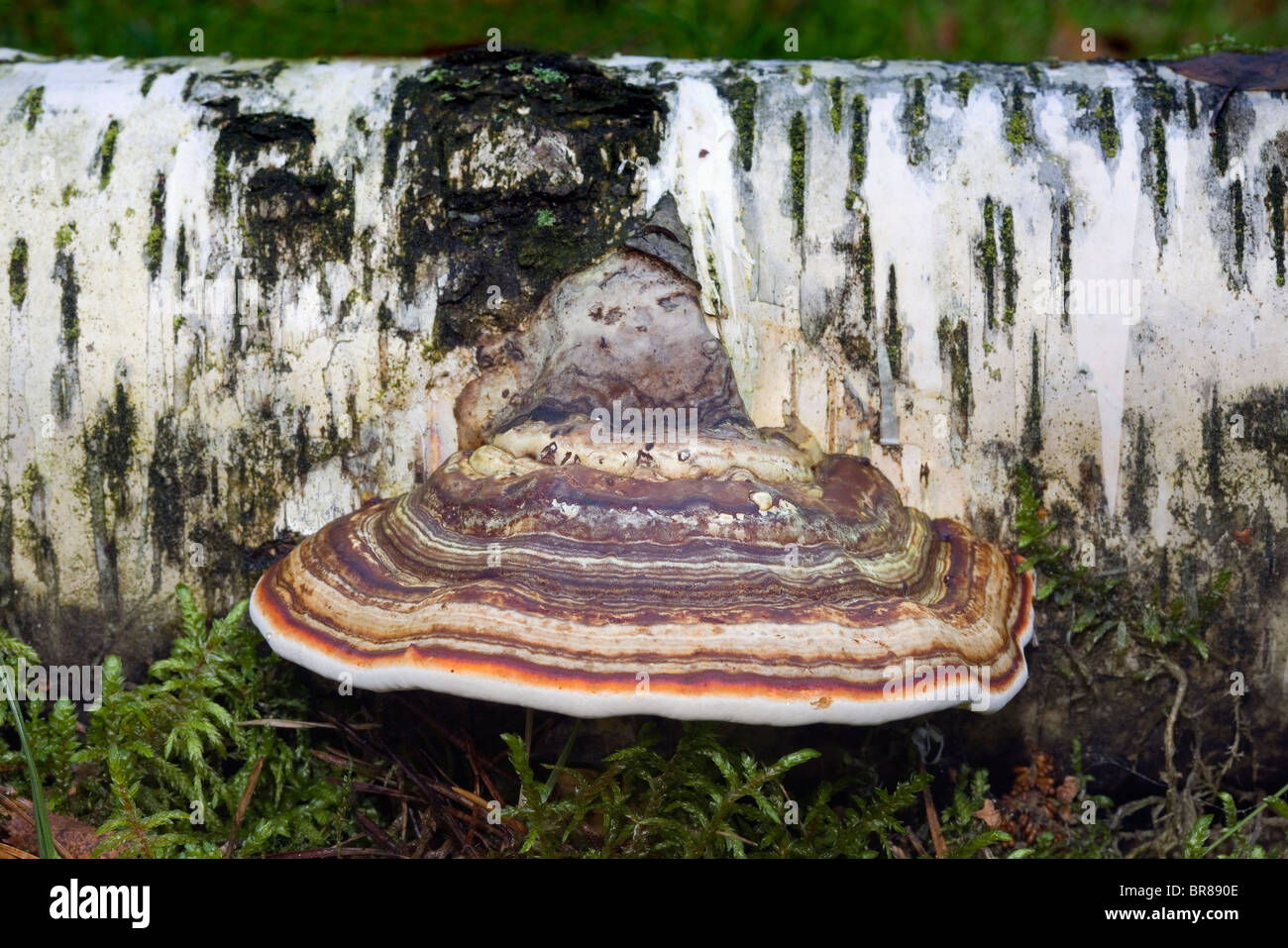 Fomitopsis pinicola – Red Banded Polypore Stock Photo - Alamy