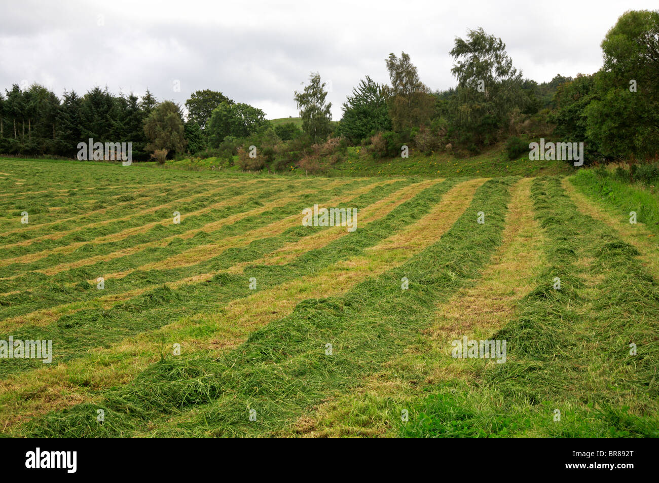 Silage making hi-res stock photography and images - Alamy