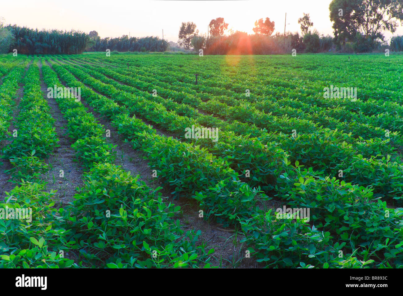 green plants grown in rows Stock Photo - Alamy