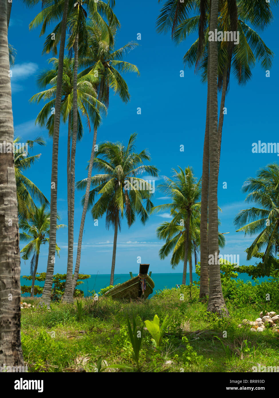 Beached tree hi-res stock photography and images - Alamy
