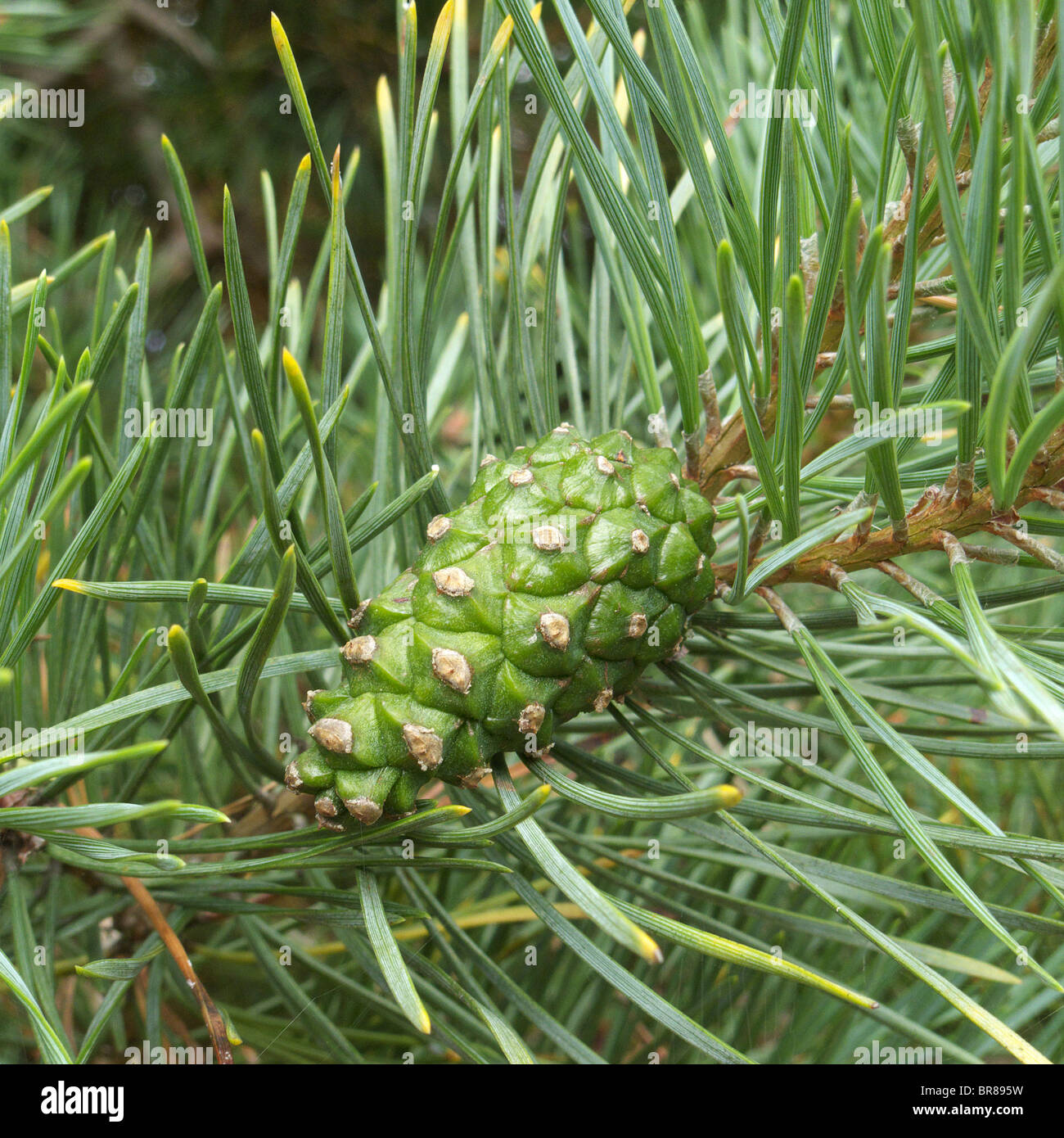 Growing Pine Cone High Resolution Stock Photography and Images - Alamy