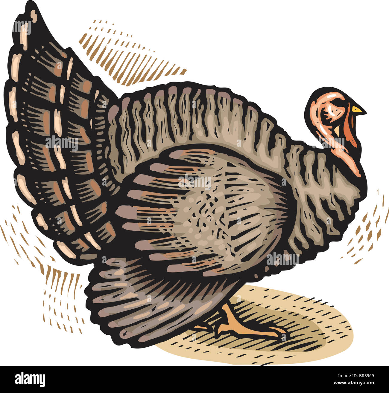 Turkey graphics hi-res stock photography and images - Alamy