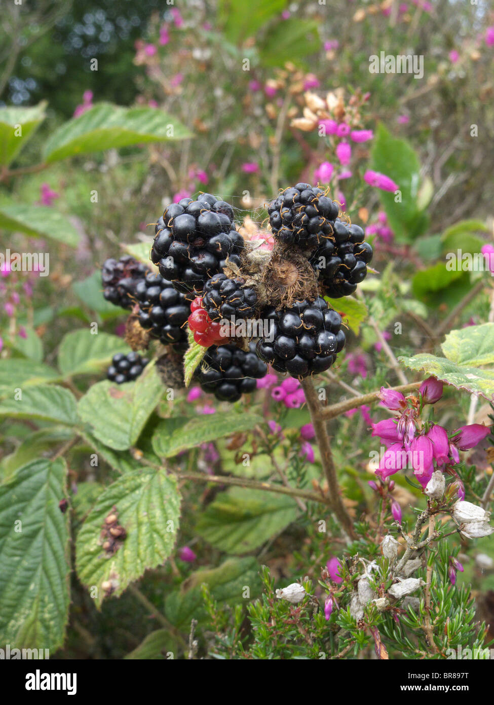 Close Up of Blackberries on a Wild Bramble Plant (Rubus fruticosus) in ...