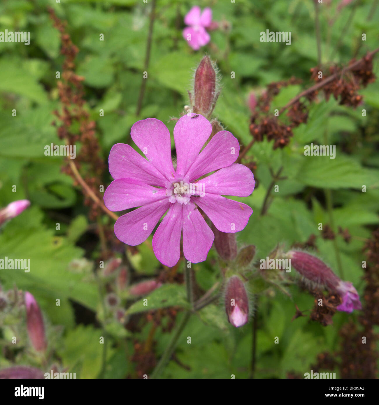 Pink campion hi-res stock photography and images - Alamy