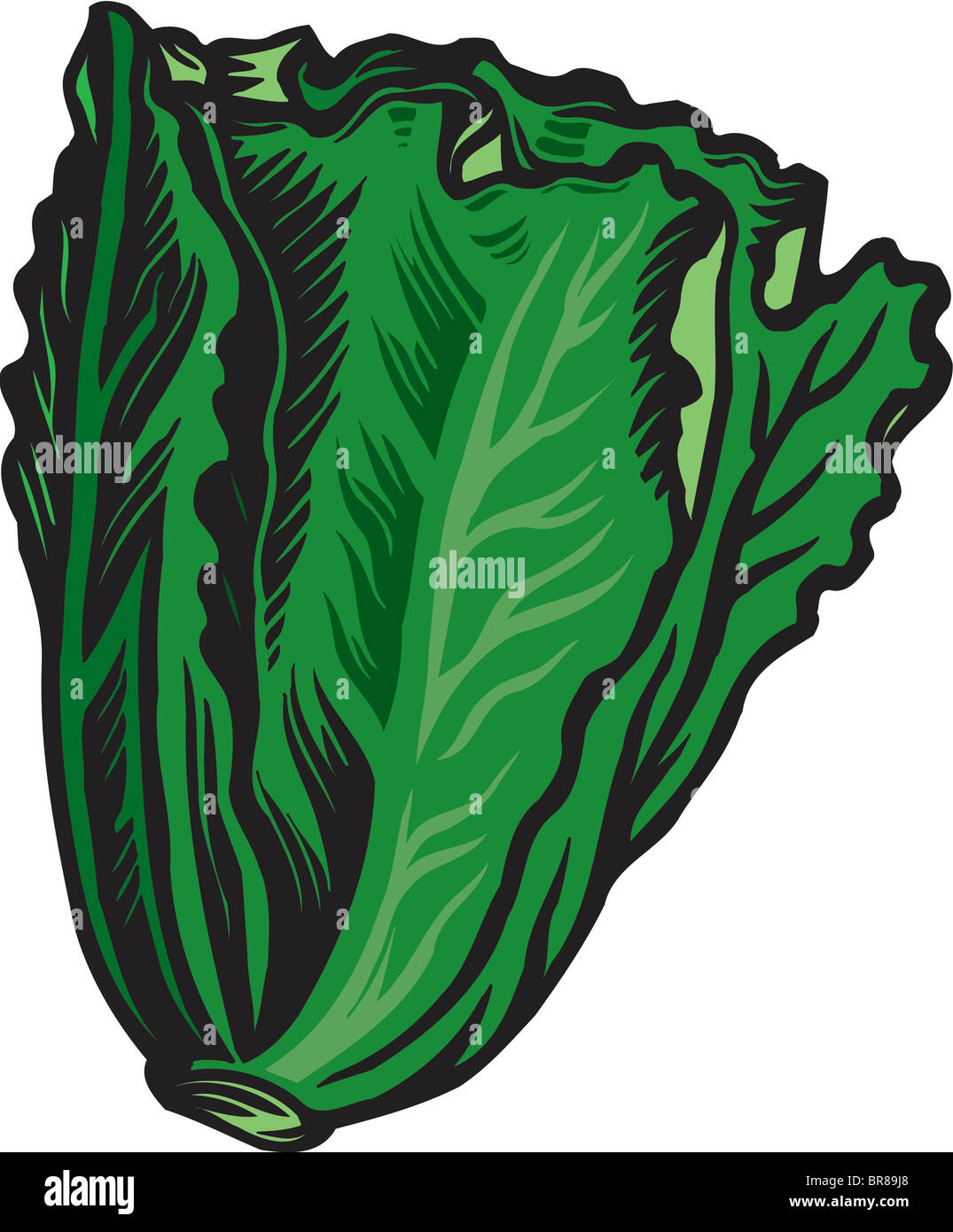 Cartoon Romaine Lettuce