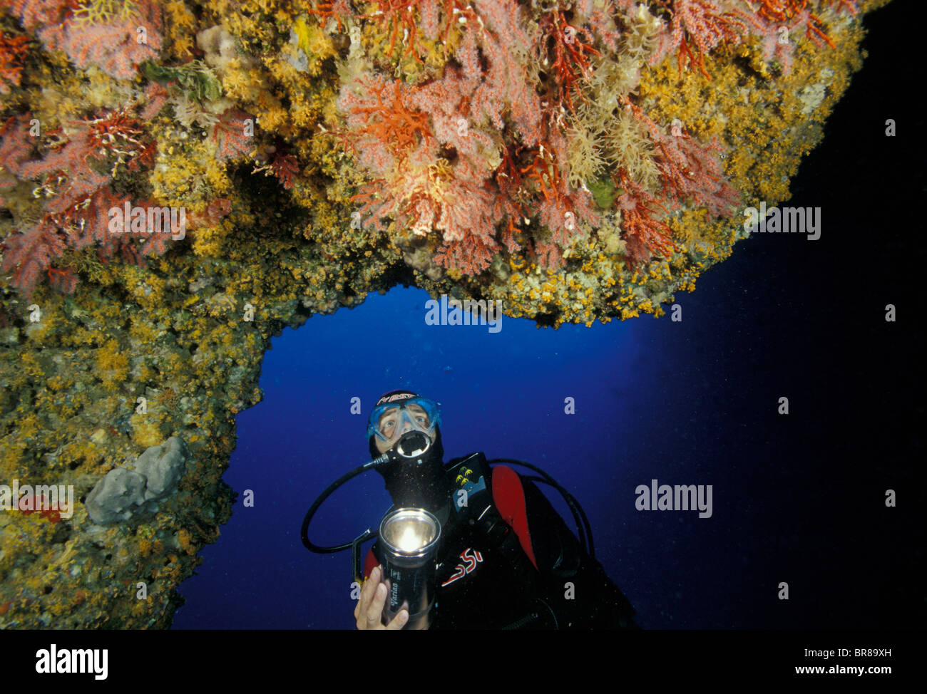Corallium rubrum mediterranean sea hi-res stock photography and images ...