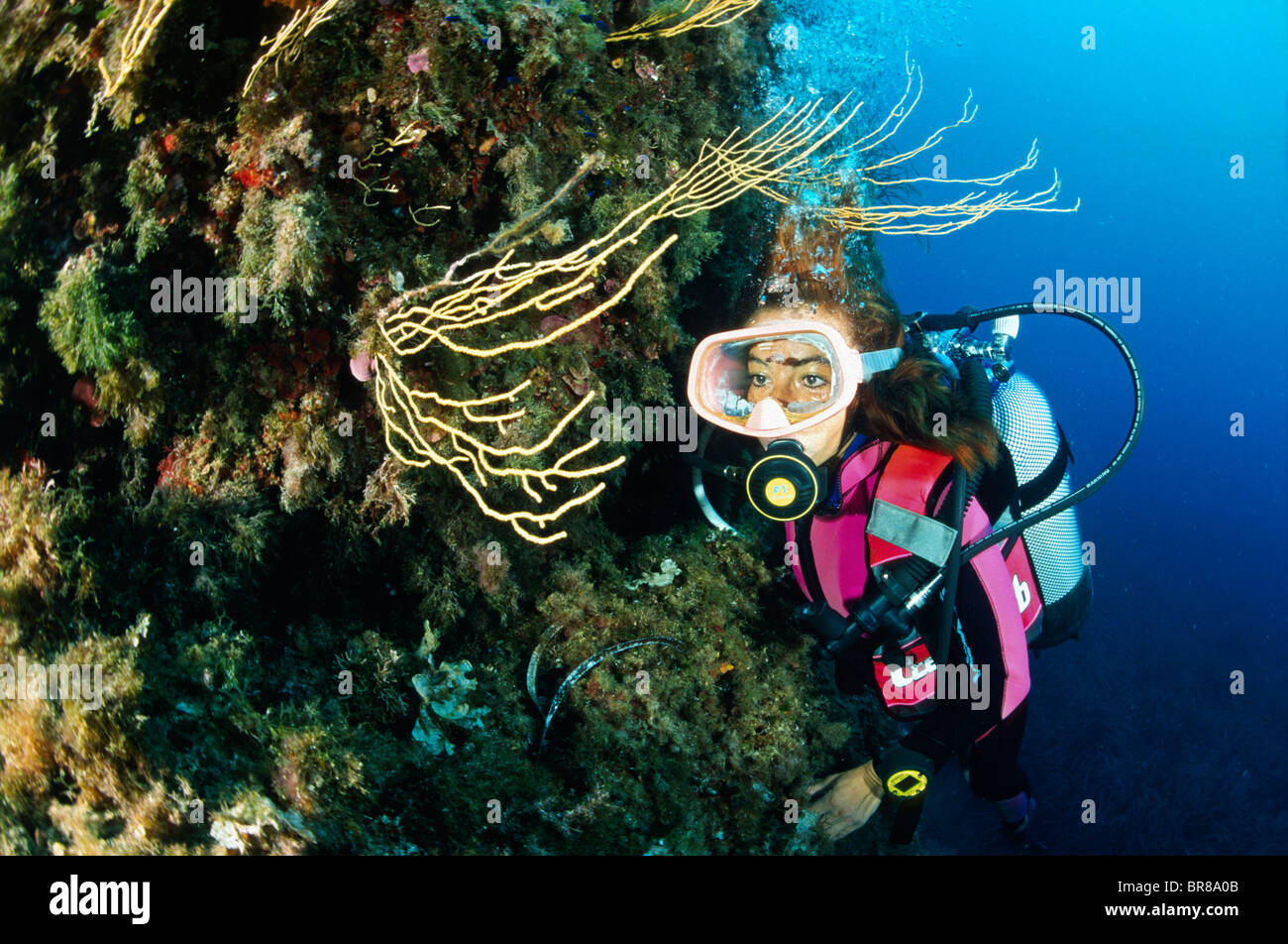 Scuba diver looking at yellow gorgonian Sea fans (Gorgonia sp.) in the ...