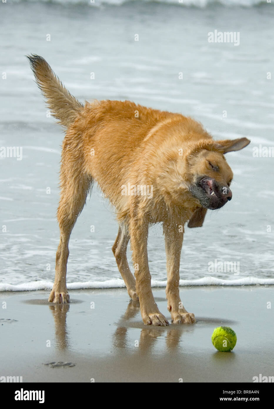 Dog shakng in ocean Stock Photo - Alamy