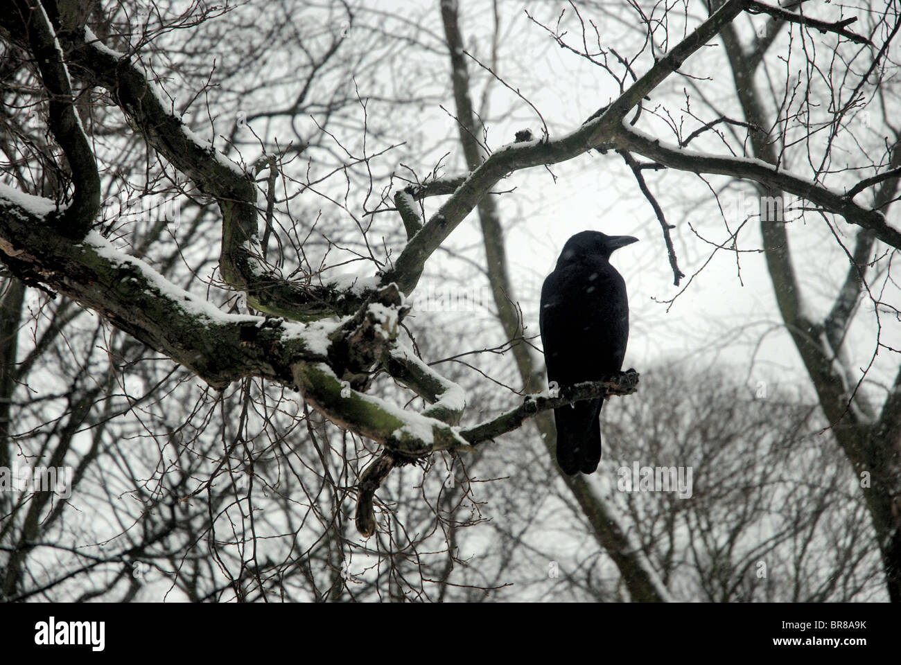 A crow sitting on a branch in a wintry landscape Stock Photo - Alamy