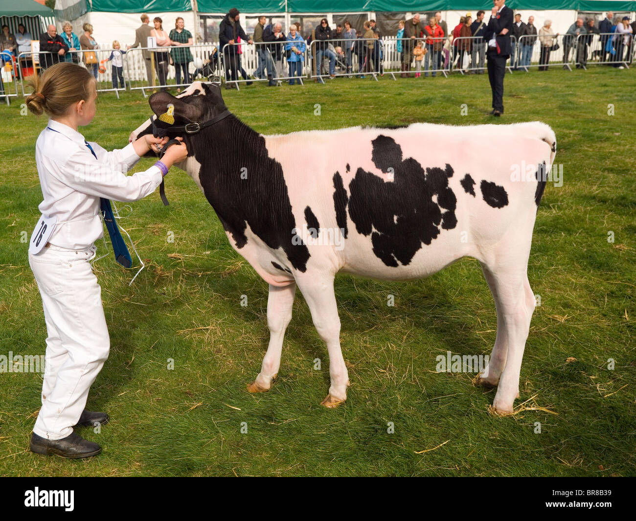 Calf old hi-res stock photography and images - Alamy